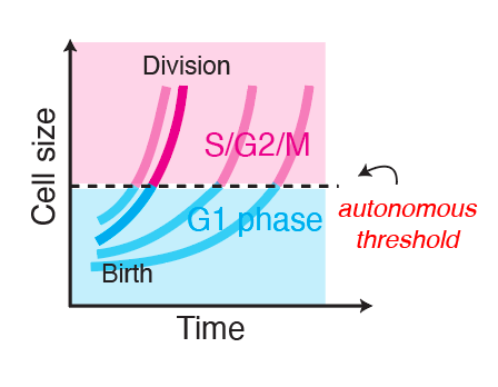 Cell-autonomous size homeostasis in mammals | Shicong (Mimi) Xie